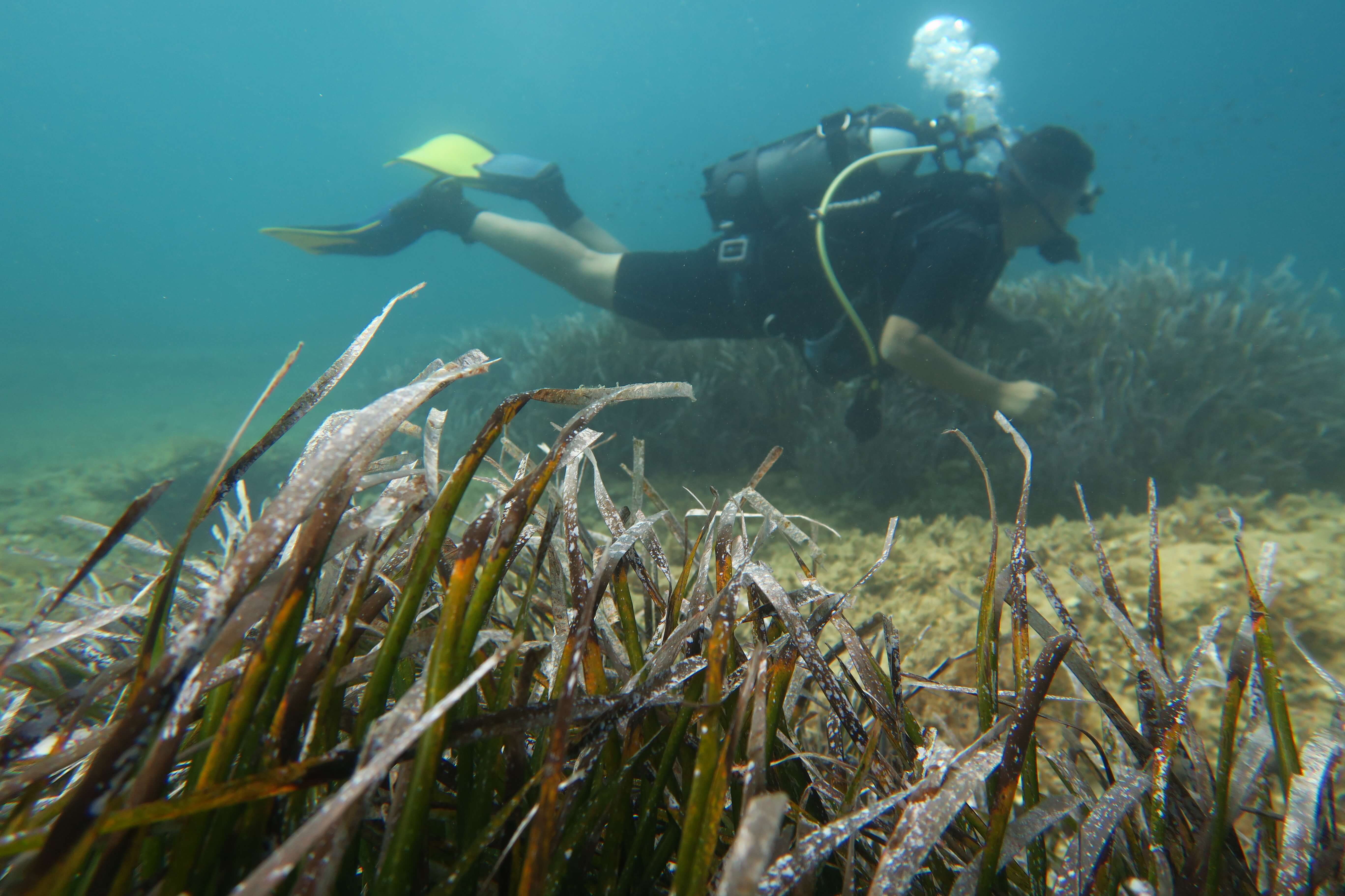 buceo-malta (12) - OK Diving Malta